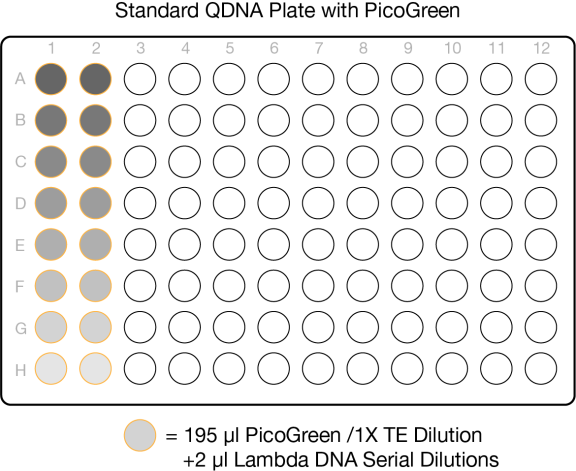 Quantify DNA (Optional)
